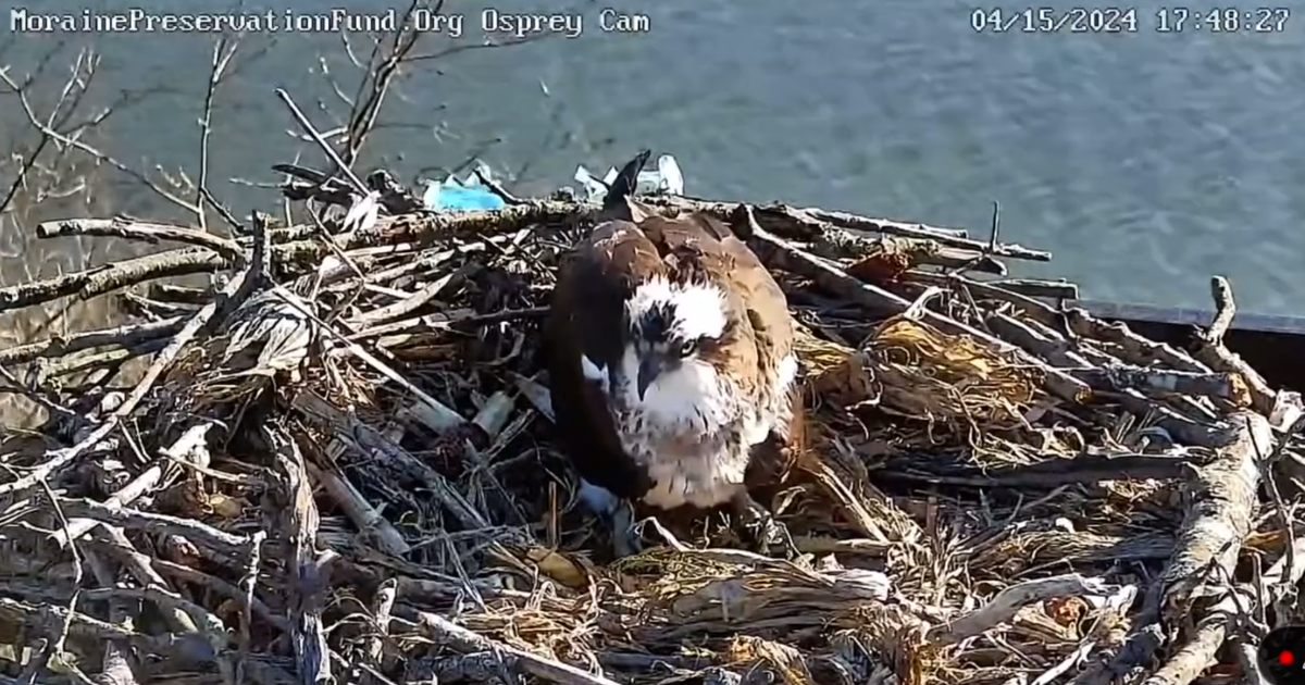 Dramatic video shows owl attacking osprey in Moraine State Park nest ...
