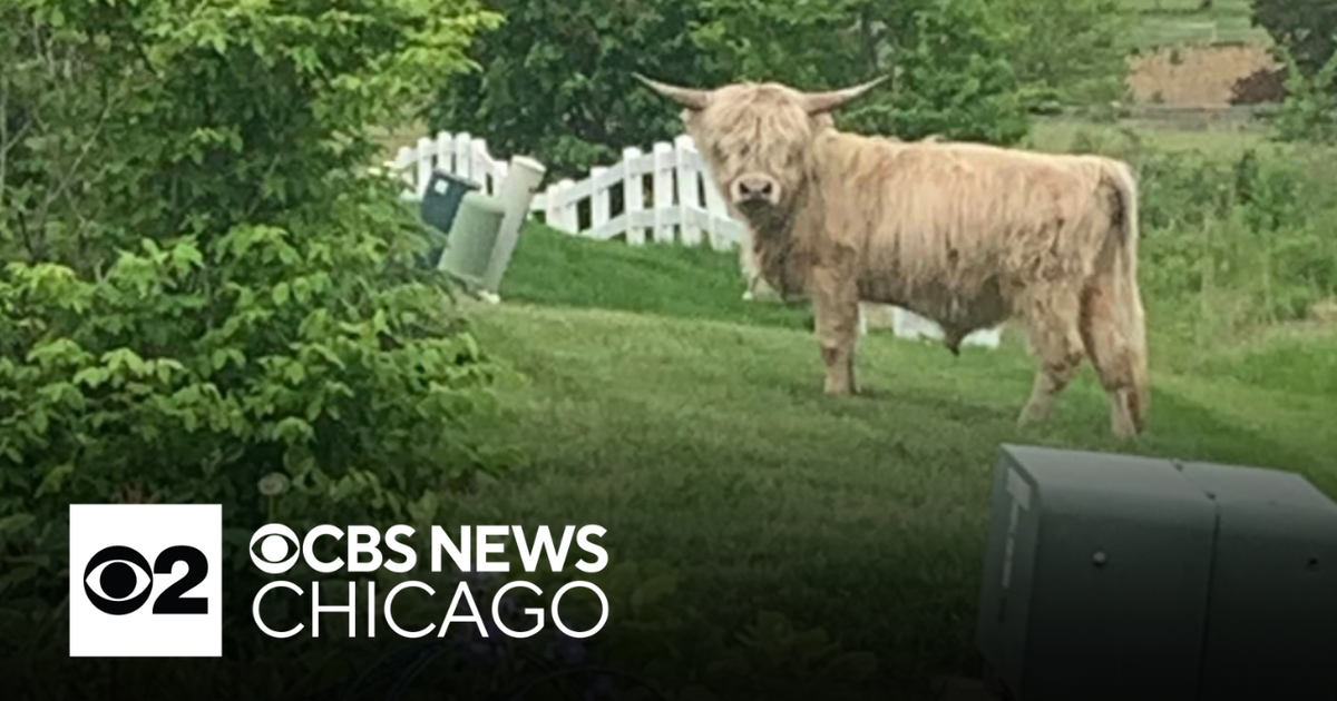 Police: "Udder chaos" as cow spotted in Mundelein yard - CBS Chicago