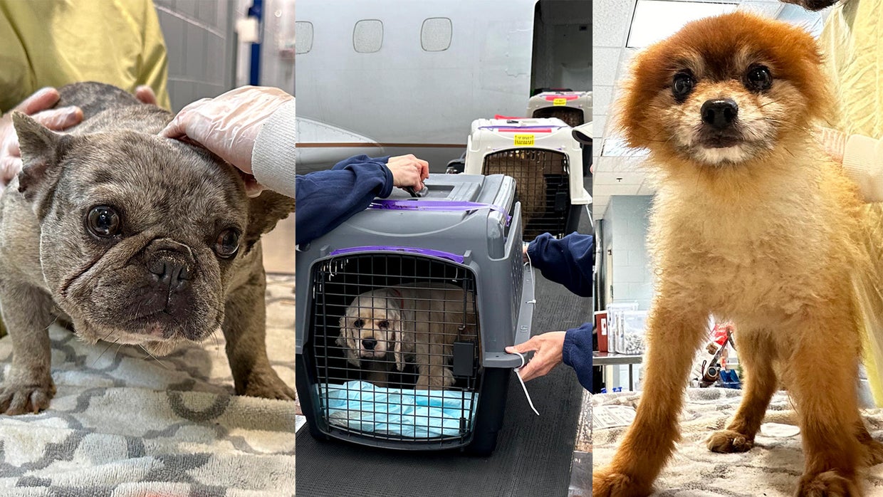 Purebred, designer dogs rescued from "puppy mills" going up for ...