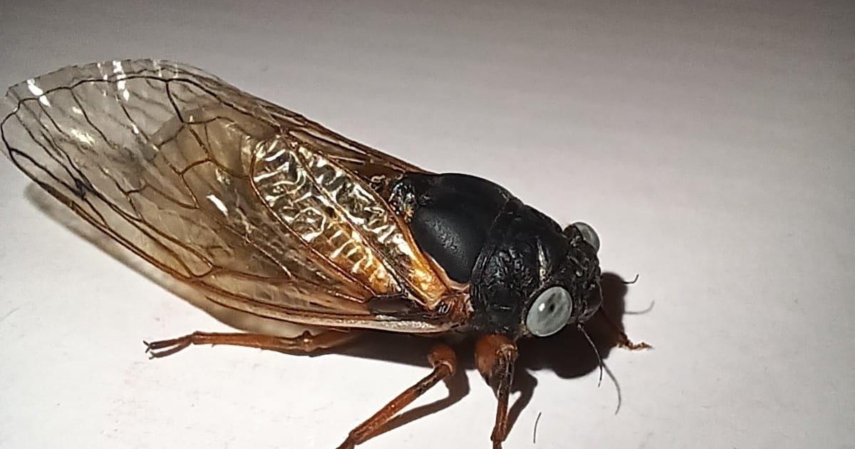 Extremely rare "blue-eyed" cicada spotted in Chicago suburb - CBS Chicago