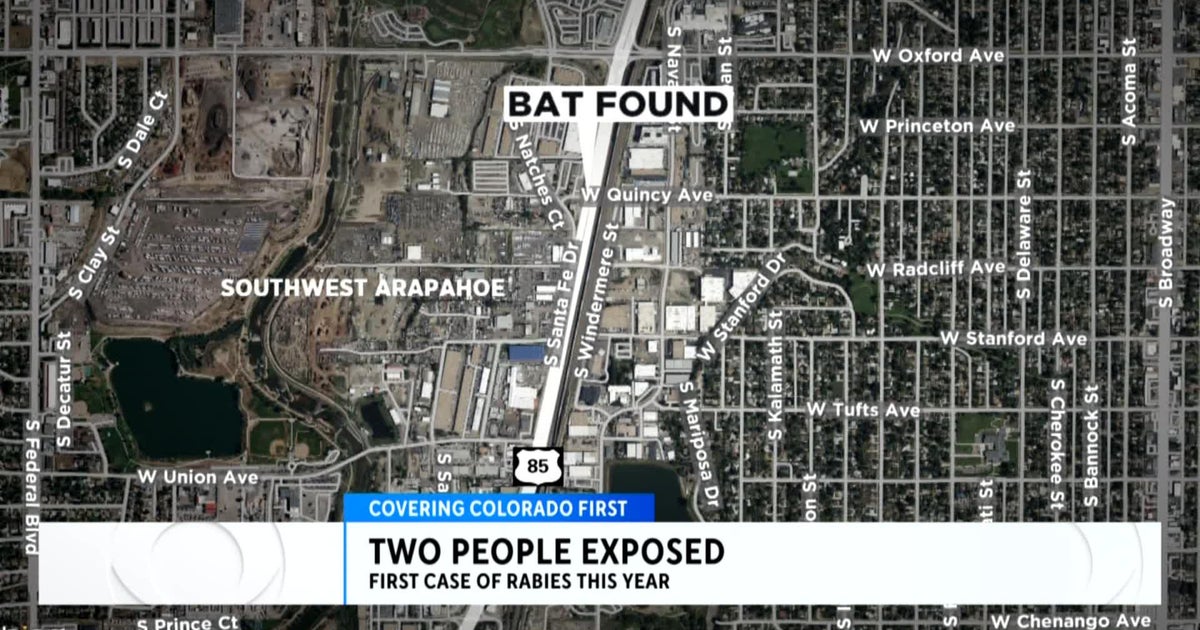 Two bats in two Colorado counties test positive for rabies - CBS Colorado
