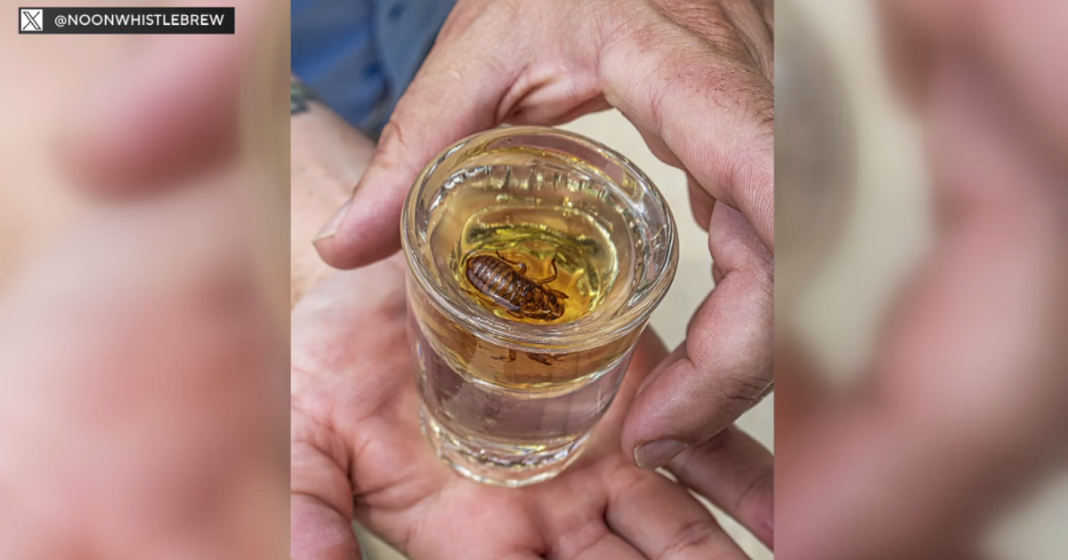 Chicago area microbrewery introduces Cicada-Infused Malört - CBS Chicago