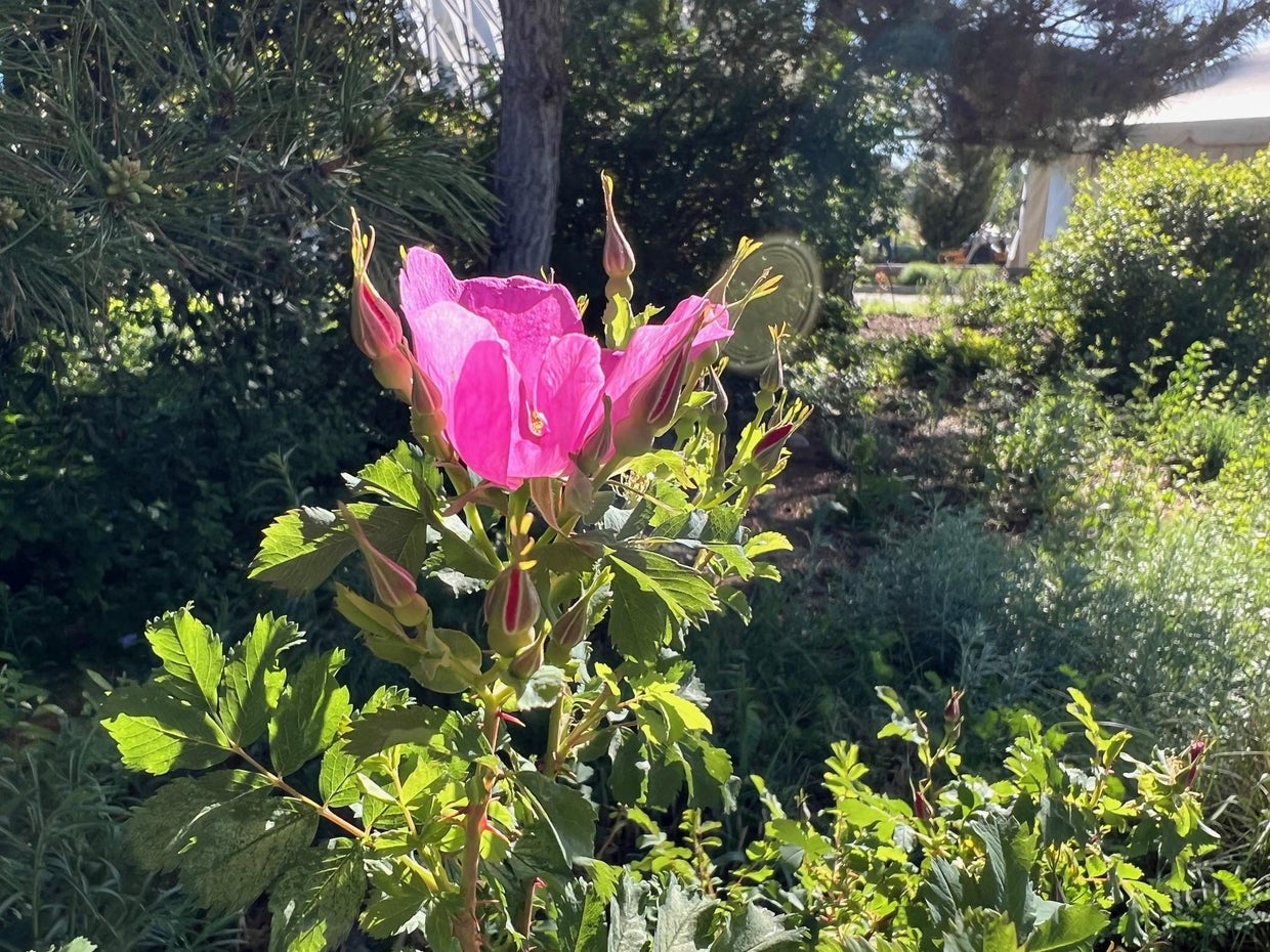 Amache Roses bloom, reminder of Colorado's dark past with Japanese ...