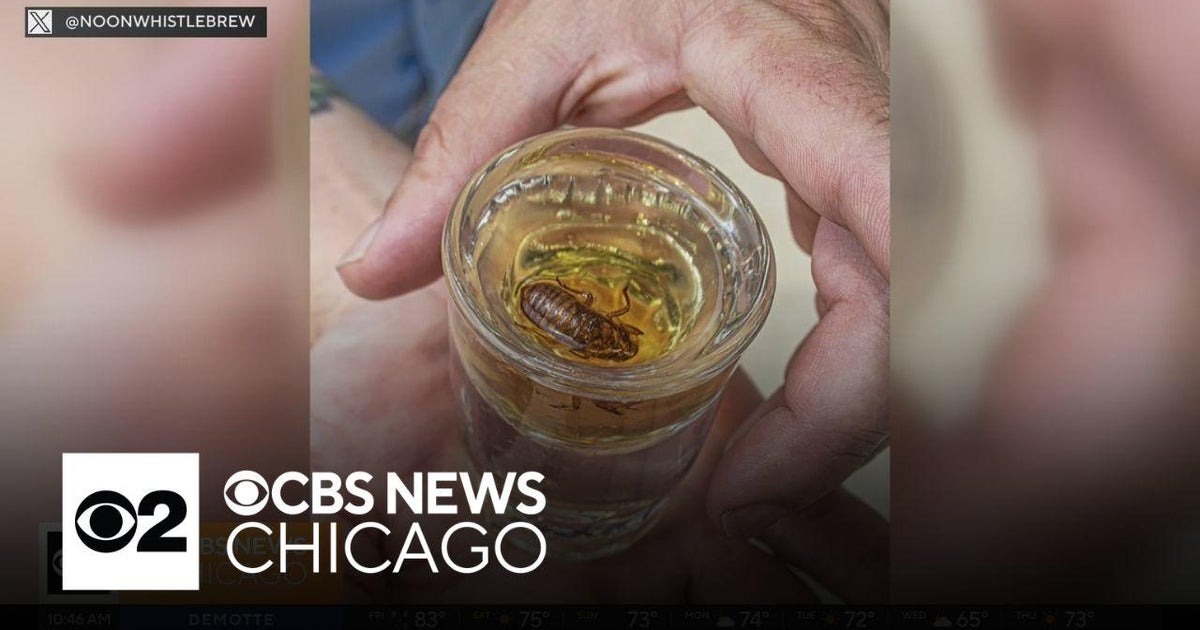 Cicada-infused Malört? What's behind Chicago area brewery's new drink ...