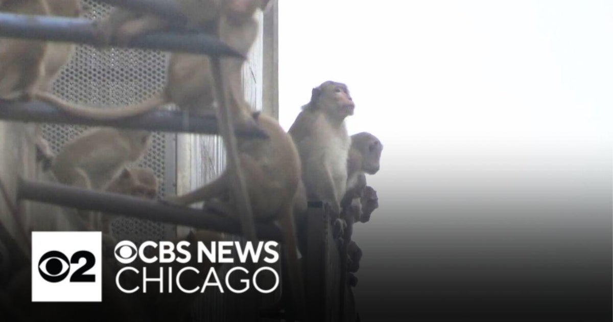 Monkeys take over town as officials try to move them out - CBS Chicago