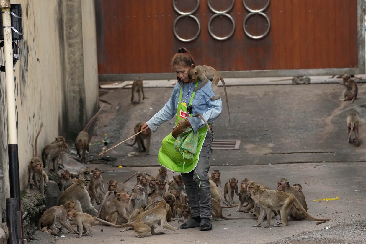 Thai town overrun by wild monkeys trying trickery to catch and send ...