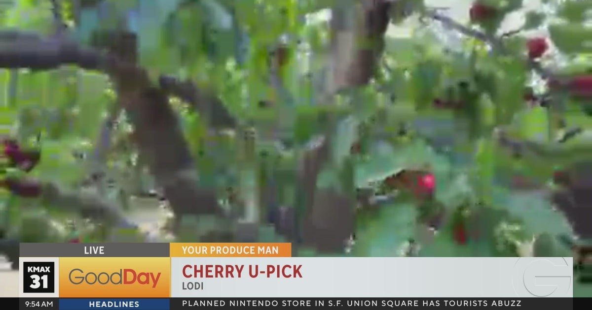 Cherry U-Pick Opening Weekend, 9am - Good Day Sacramento