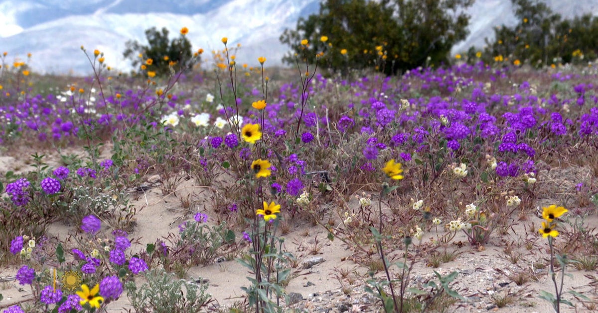 Nature: Desert wildflowers - CBS News