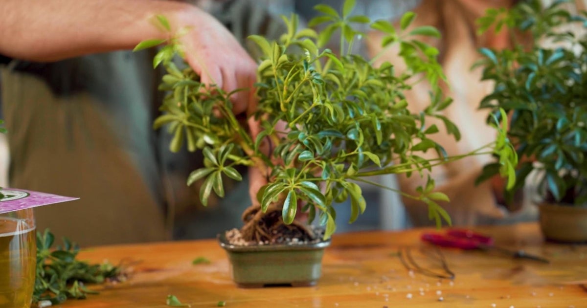 Learning the art of bonsai with Bonsai Bar - CBS Boston