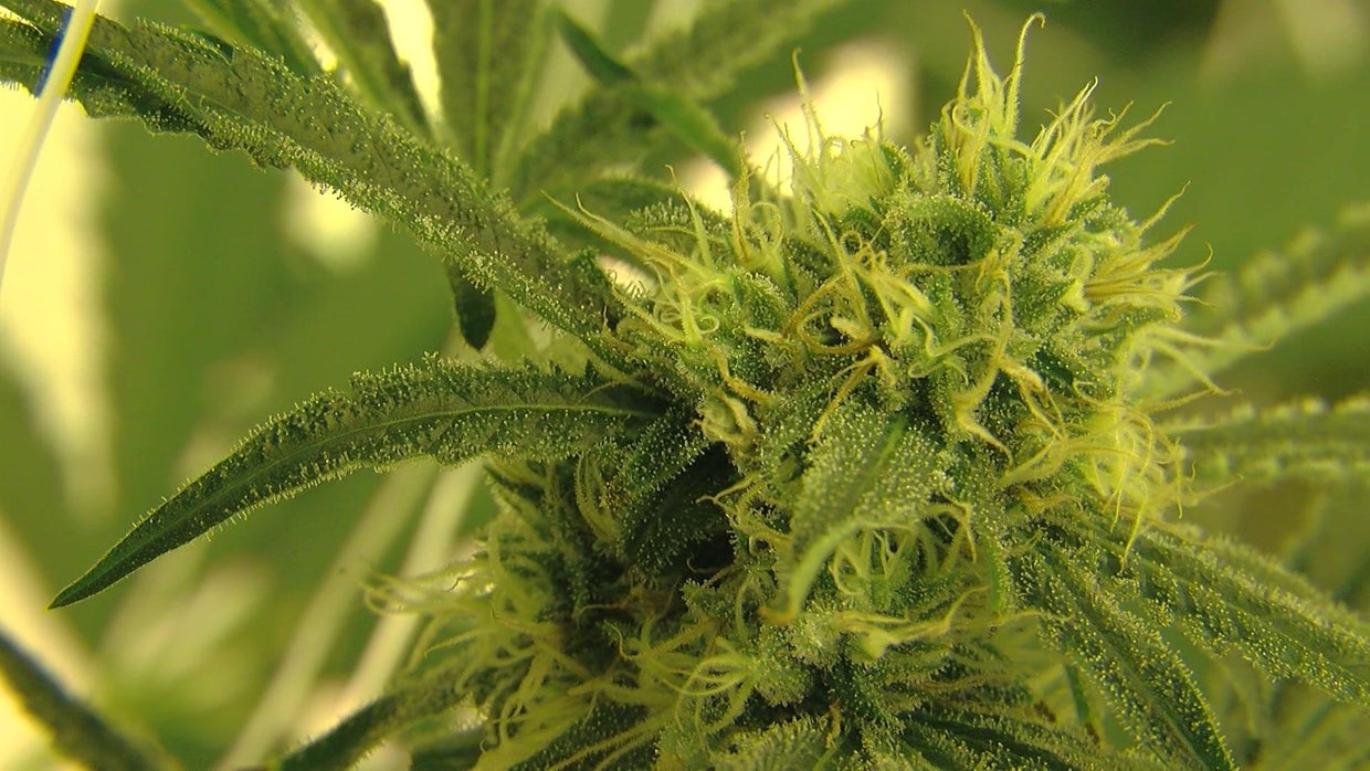 Trump could reschedule marijuana to Schedule III, promising tax relief ...