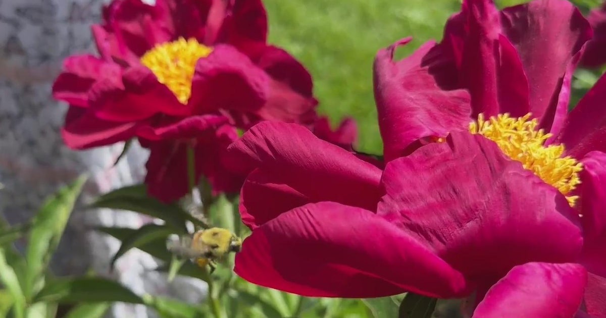 Historic peony garden in bloom at University of Michigan's campus in ...
