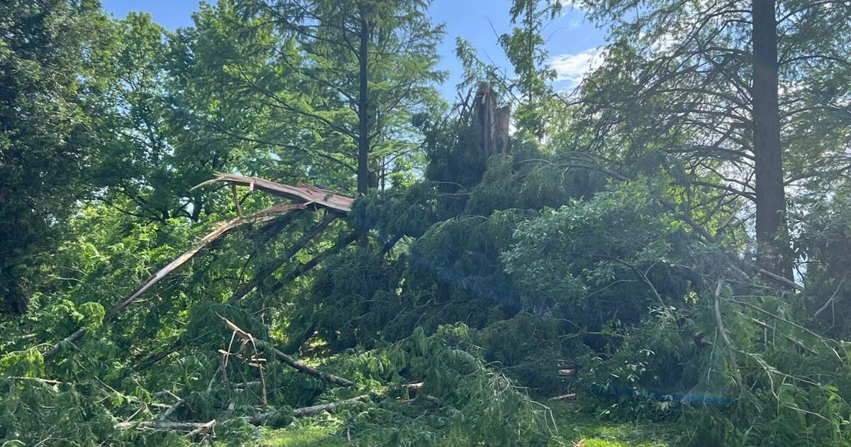 Lightning strikes down Cylburn Arboretum's historic 60-year-old dawn ...
