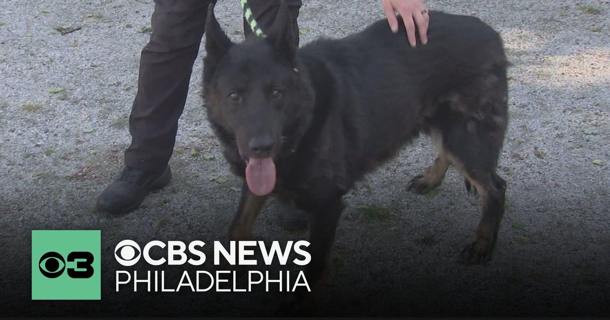 Pennsylvania SPCA has 10 former military and police dogs who need new ...