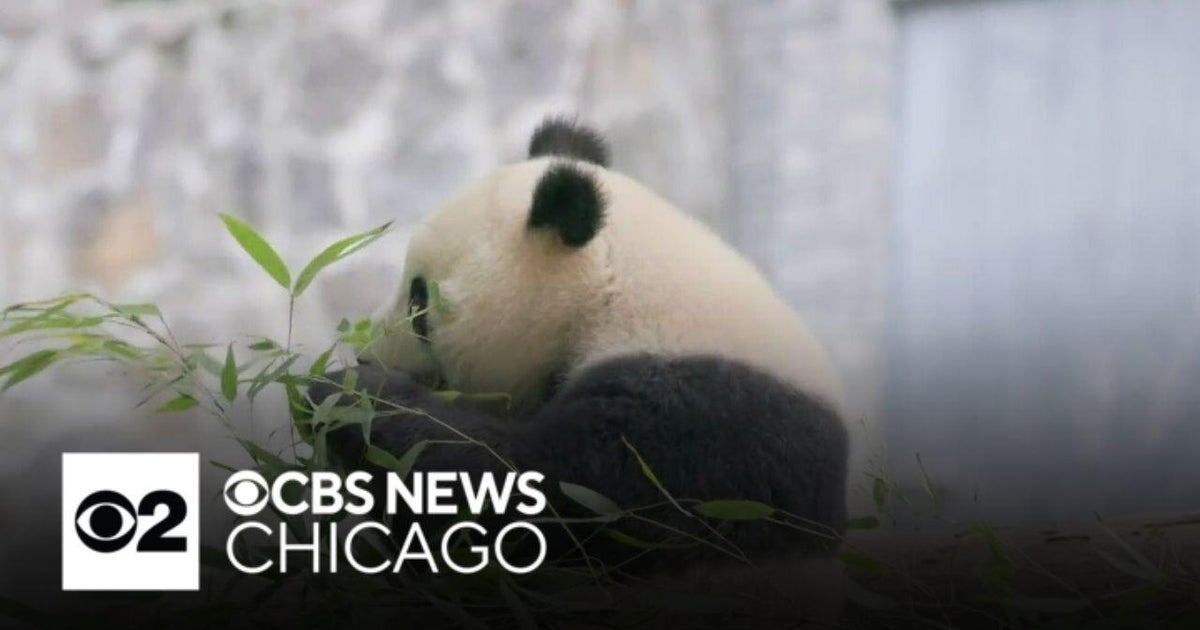 China to send giant pandas to Washington's National Zoo - CBS Chicago