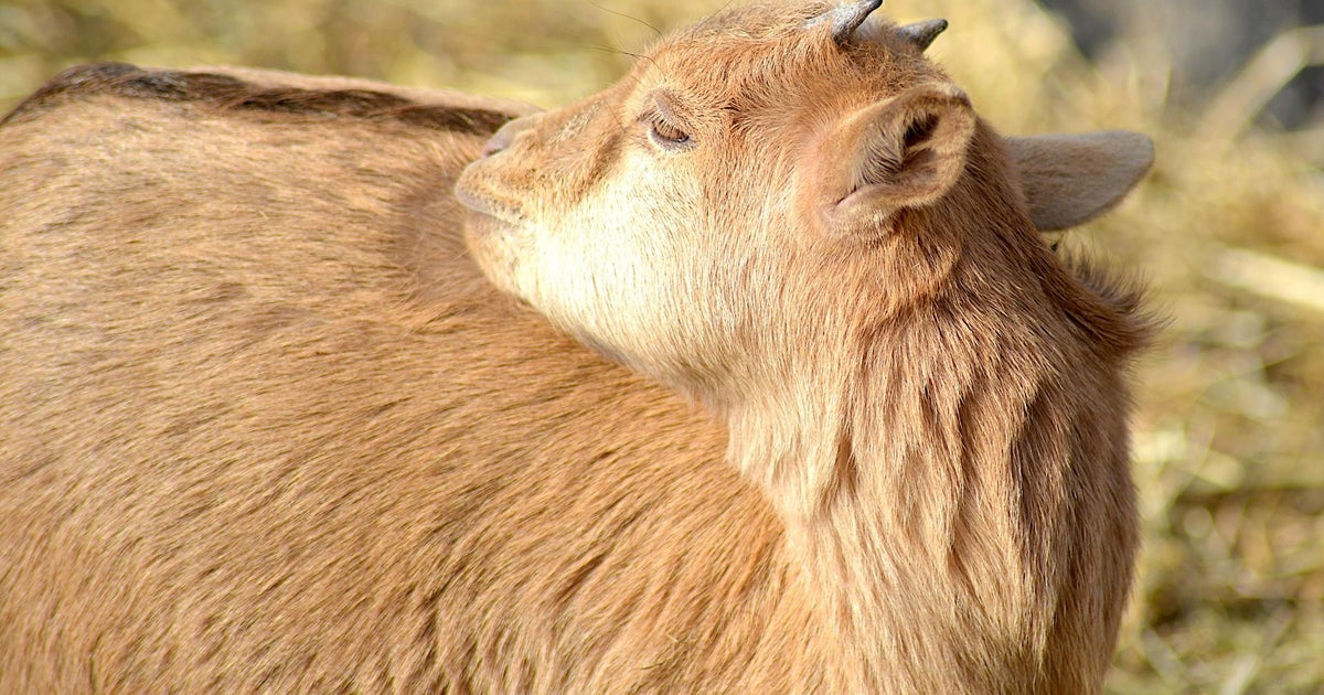 Goat kids "vanished" from pen in New Hampshire, prompting police ...