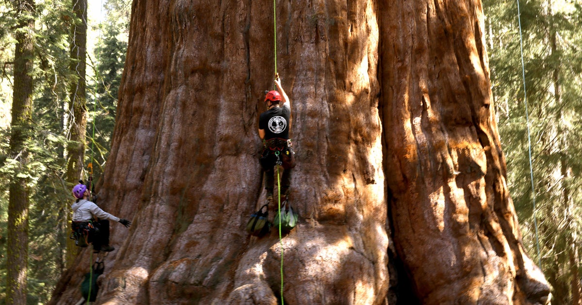 California-based researchers first to climb world's largest tree in ...