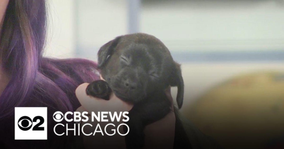 Precious pups from the Chicago Rescue Authority in the Pet Rescue ...