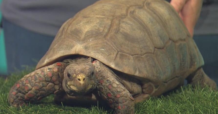 Have you seen the Red-footed tortoise's at the Maryland Zoo - CBS Baltimore