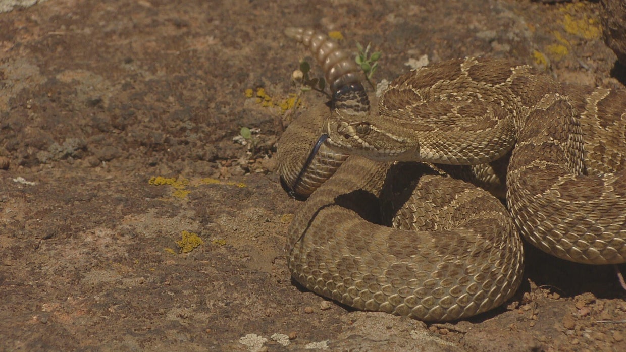 For second time this summer, rattlesnakes give firefighters fits as ...