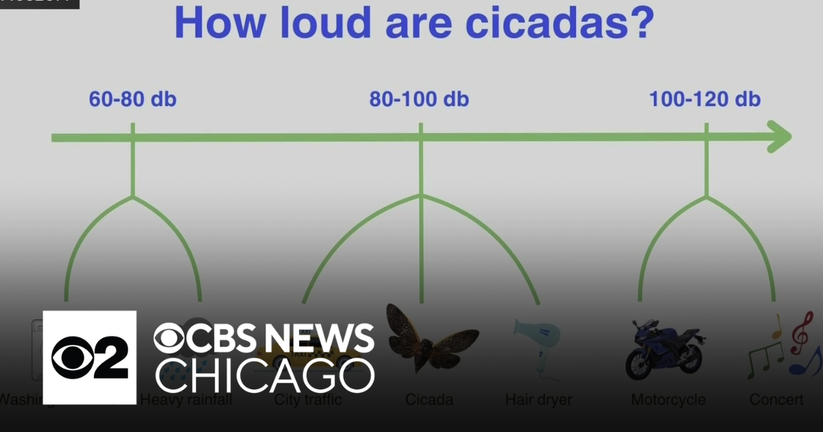 Field Museum compares cicada sounds to common noises - CBS Chicago