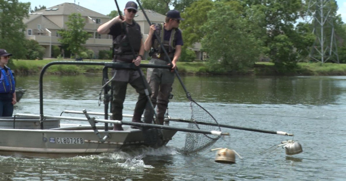 Colorado Department of Parks and Wildlife crews remove carp from Jack B. Tomlinson Park - CBS ...