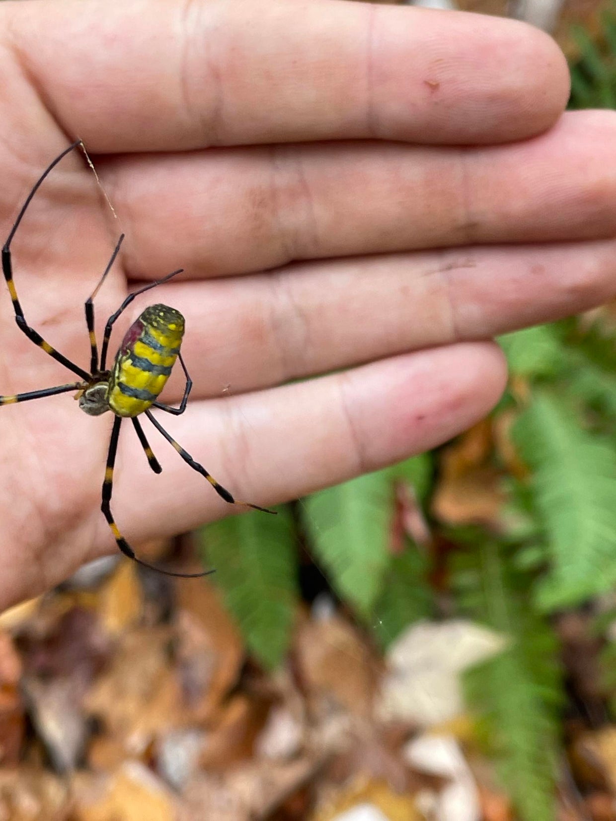 The Joro spiders are coming – and these photos from people along the ...