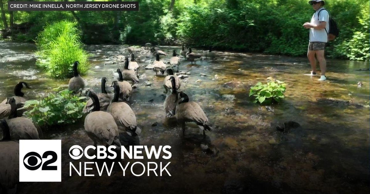 Geese face euthanasia in New Jersey park - CBS New York