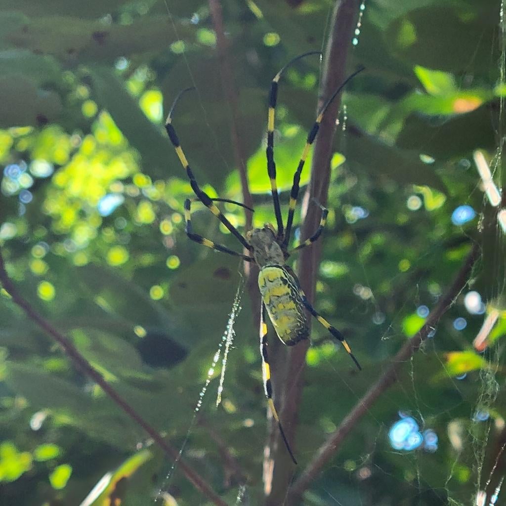 The Joro spiders are coming – and these photos from people along the ...