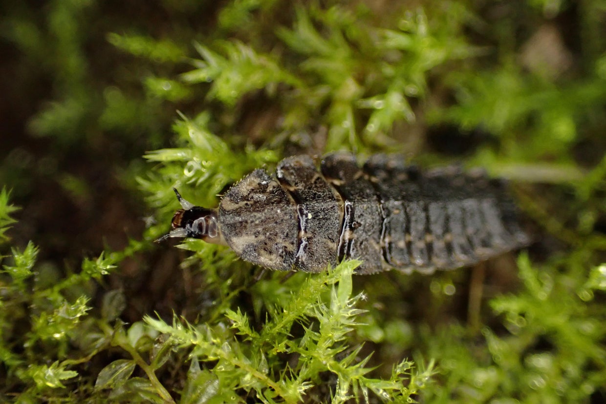 Why fireflies are only spotted in summer and where lightning bugs live ...