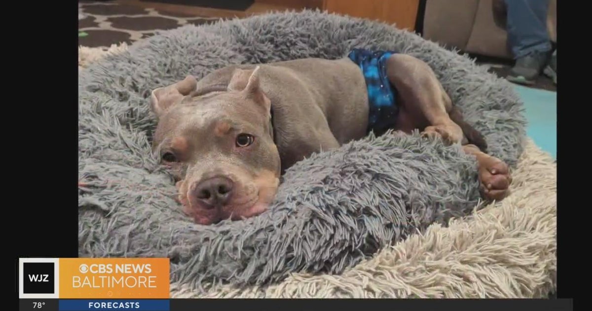 Meet Super Steve, a goofy outgoing dog with a medical condition ...