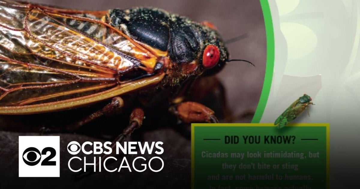 Children’s book “Cicadas Don’t Bug Me” helps kids cope with fear of ...