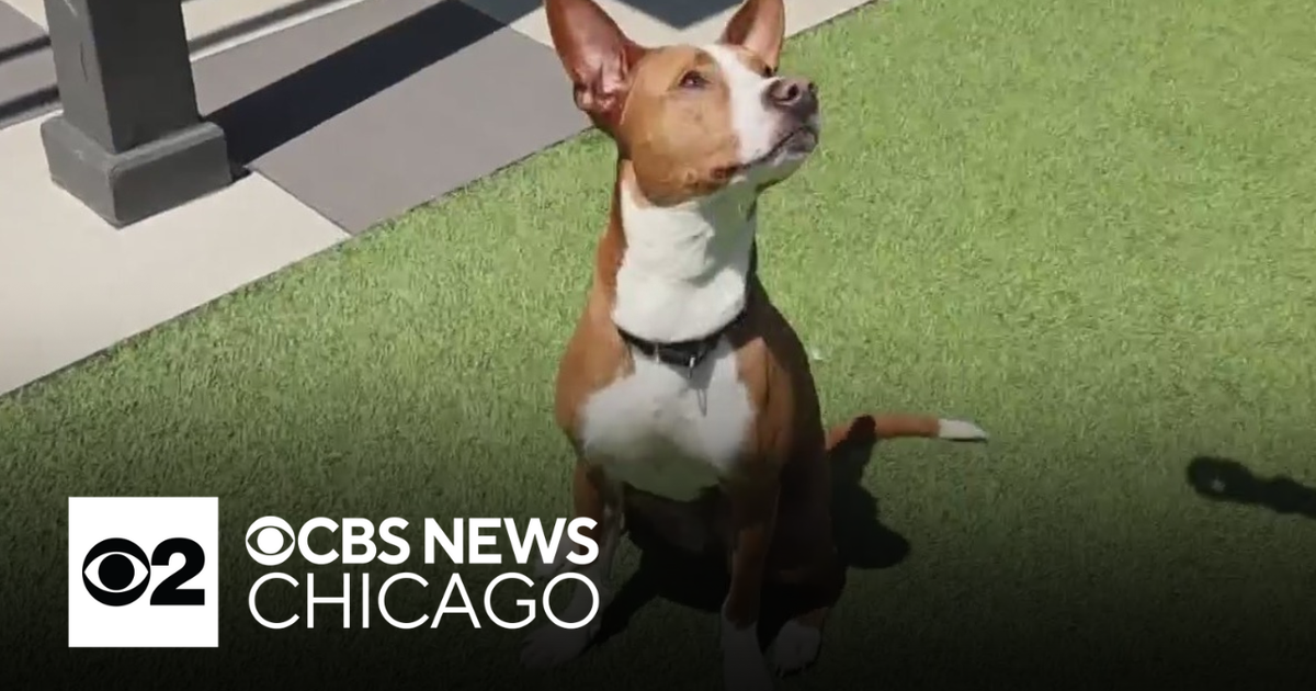 Meet the PAWS Pet of the Week, Rico - CBS Chicago