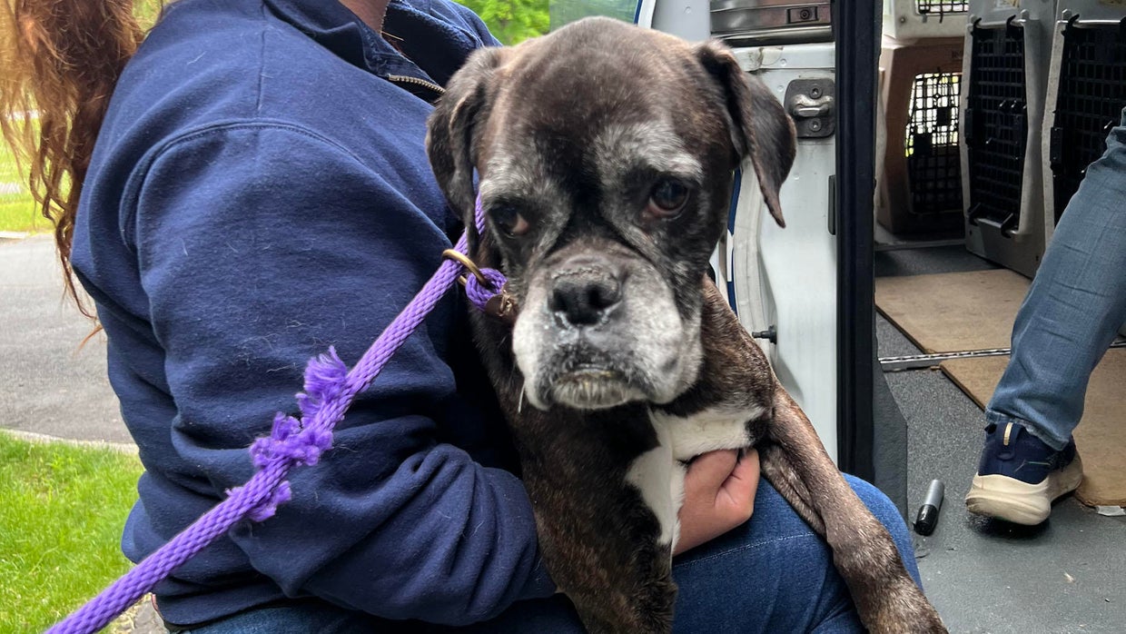 60 dogs taken from a Massachusetts home are up for adoption - CBS Boston