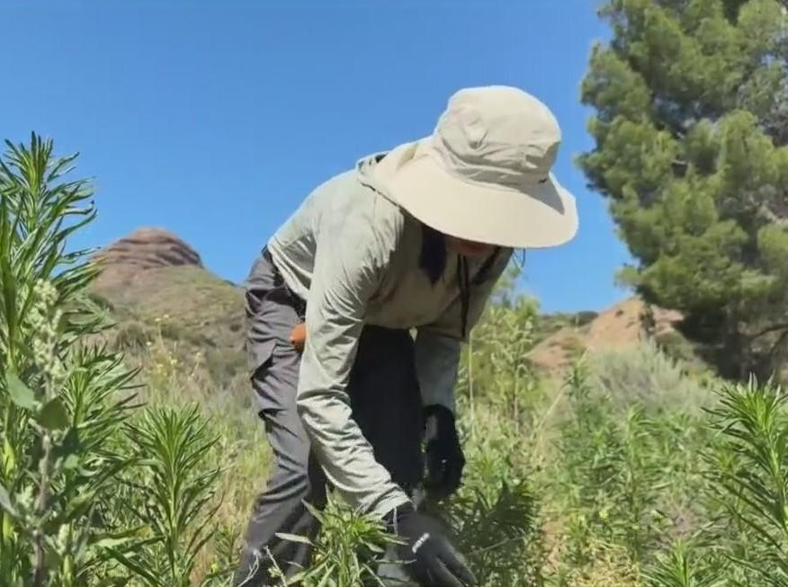 TreePeople volunteers work to restore fire-scarred Angeles National ...