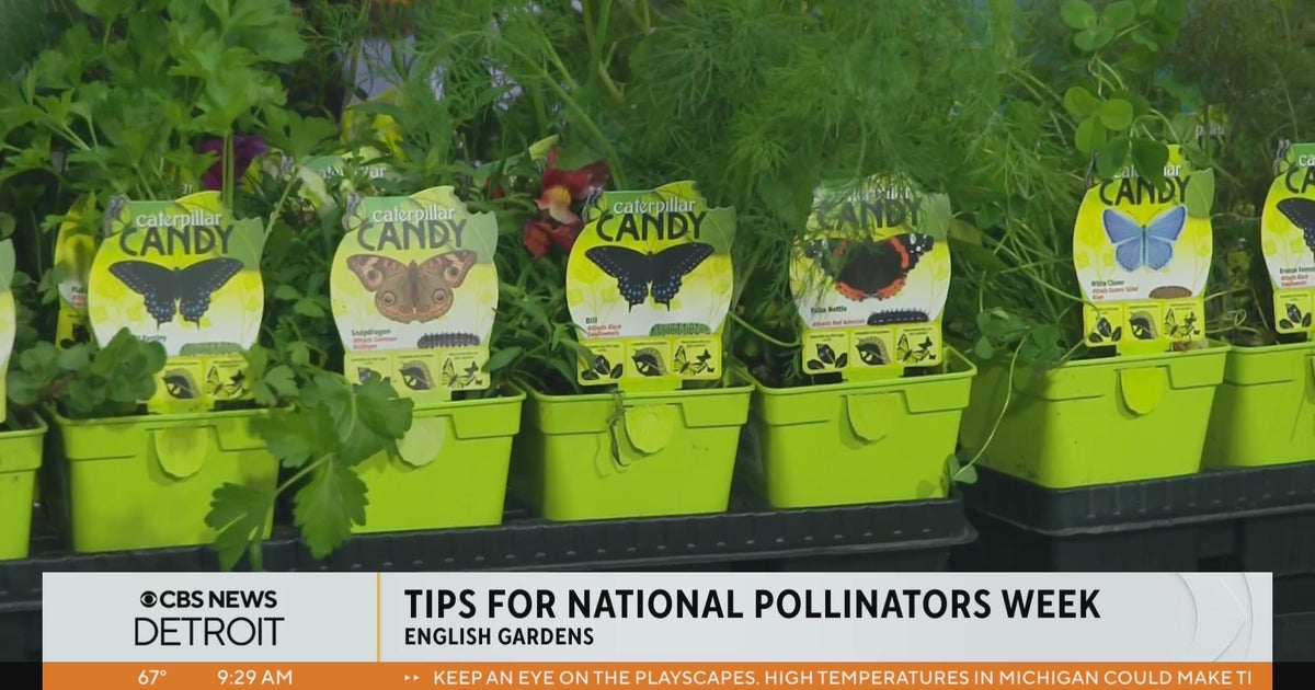English Gardens has tips for National Pollinators Week - CBS Detroit