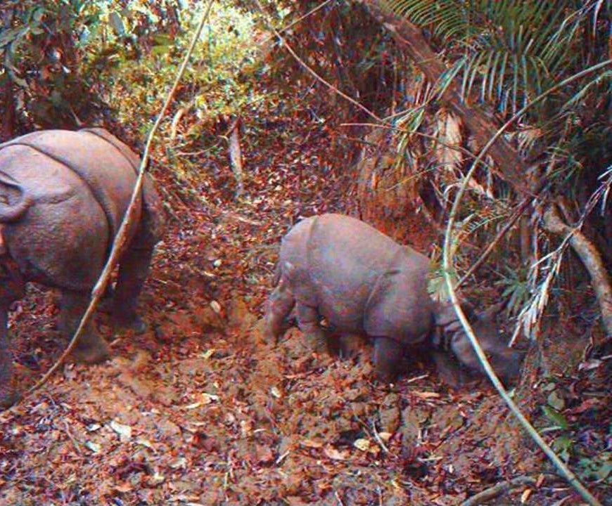 6 suspected poachers arrested over killing of 26 endangered Javan ...