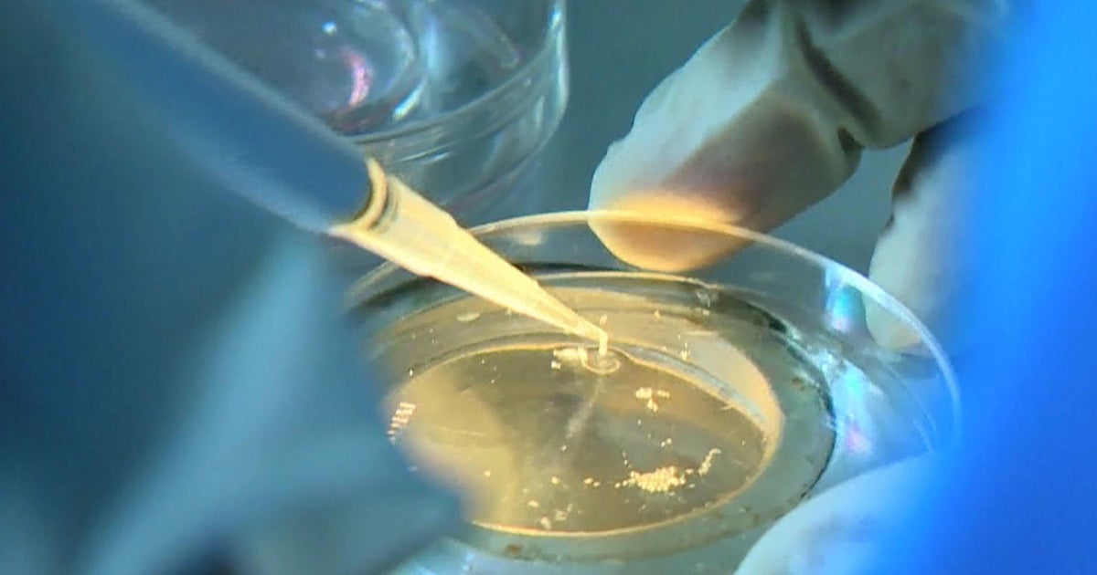 Southern Baptists face division over IVF access - CBS News Southern Baptists face division over IVF access - CBS News