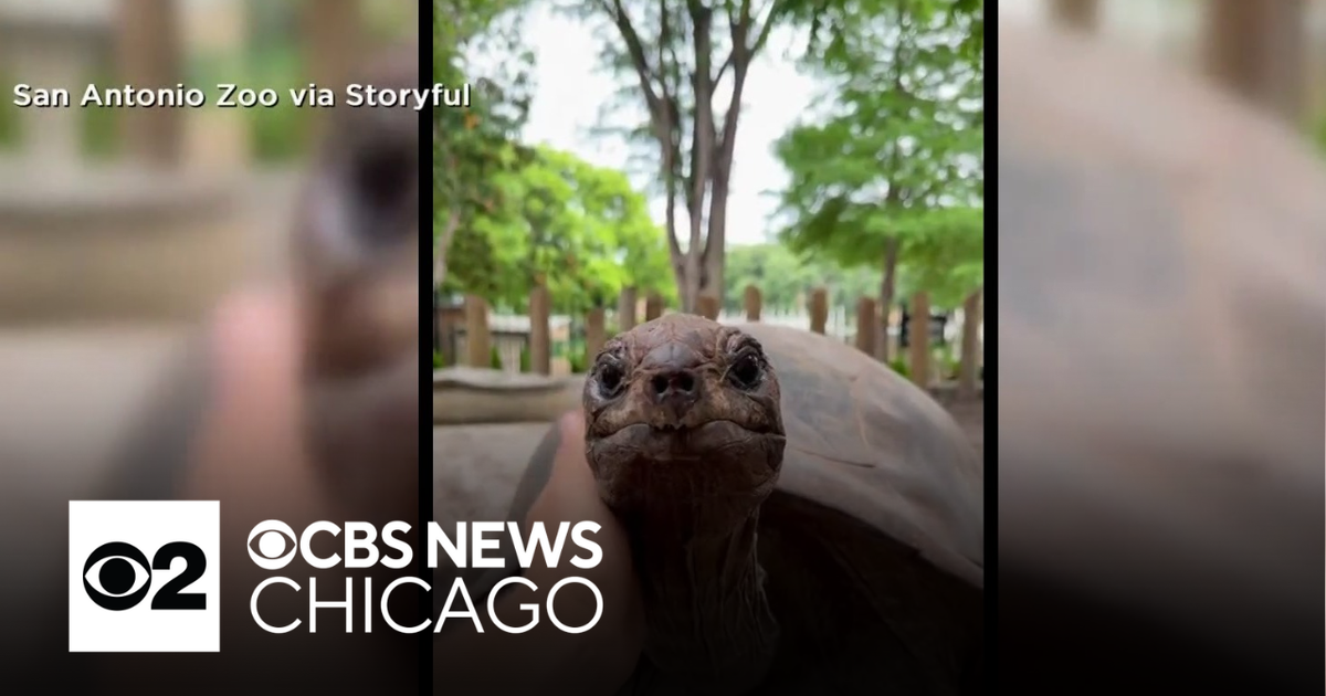 Happy birthday to Edie the Tortoise at San Antonio Zoo - CBS Chicago