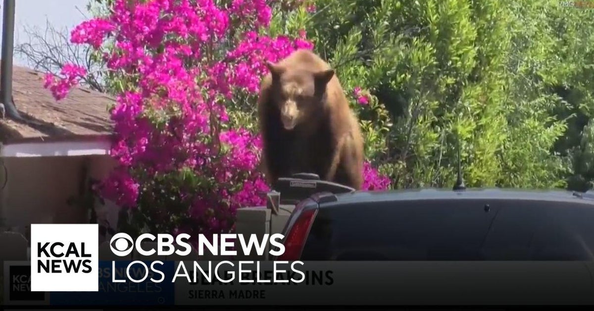 Bear wanders into five Sierra Madre homes in two hours - CBS Los Angeles