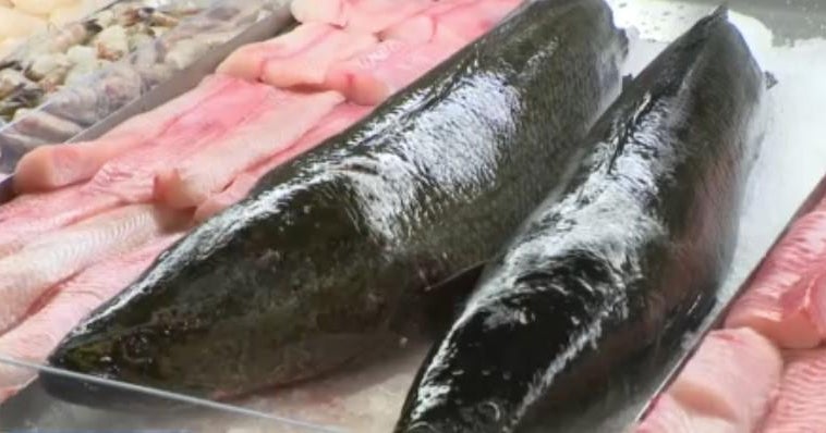 Invasive snakehead fish rebranded as "Chesapeake Channa" to sound more ...