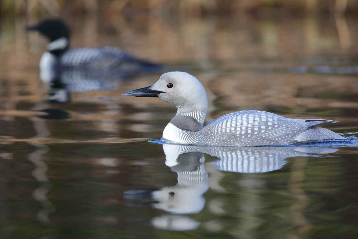 Photographer captures rare white loon in Canada - CBS Minnesota