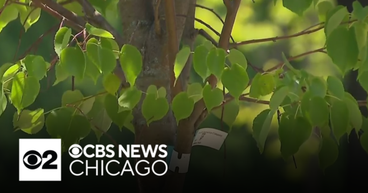 Group pushes to plant new trees in Chicago neighborhoods that lack them ...