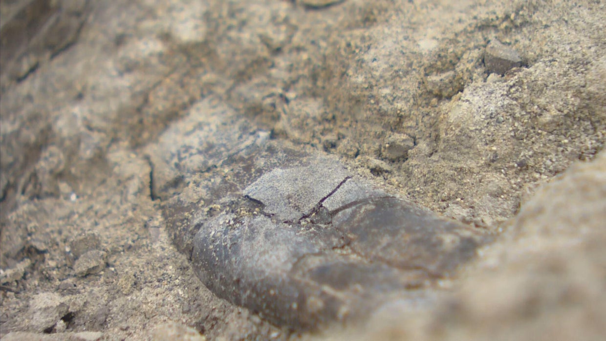 Rare "Teen Rex" fossil unveiled at Denver Museum of Nature and Science ...