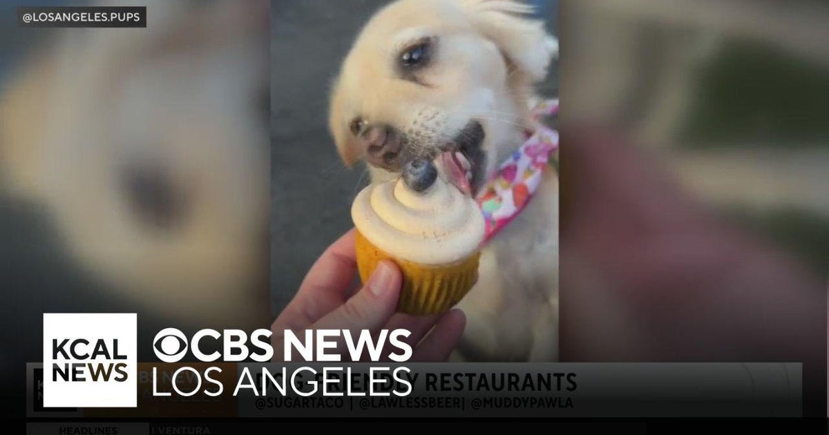 Prance around with your pup with these dog-friendly activities - CBS ...