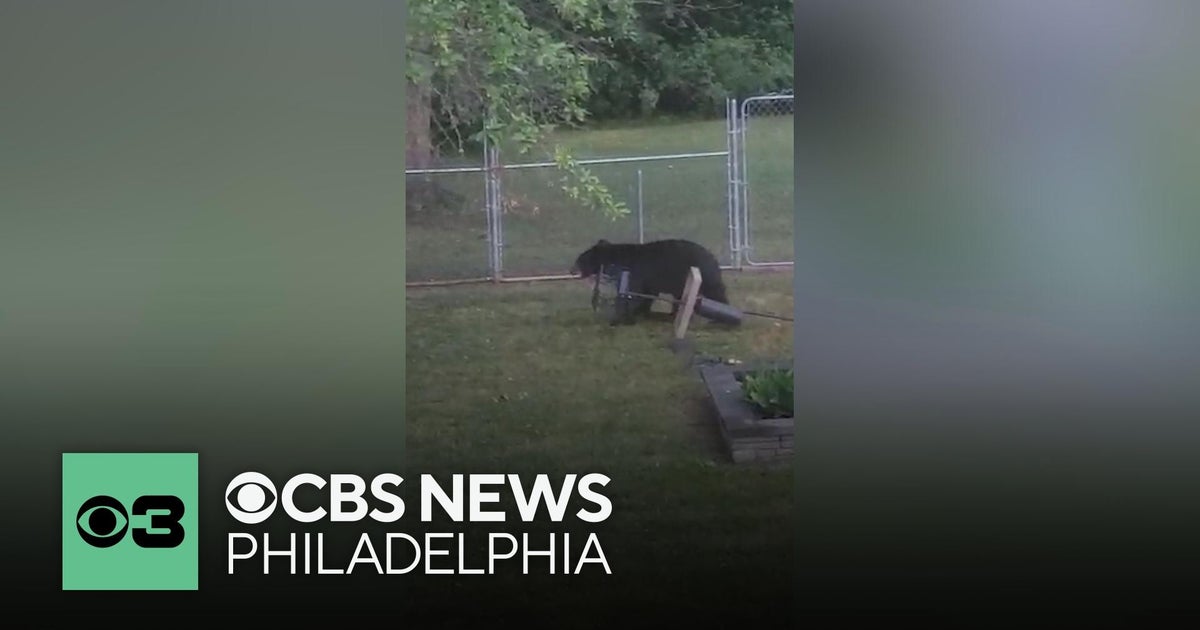 Black bear spottings in Delaware have homeowners on alert - CBS ...