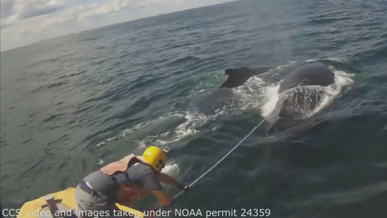 Video shows team freeing young humpback whale from potentially deadly ...