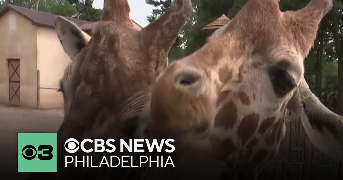 Chief Meteorologist Bill Kelly tries his hand at giraffe feeding at the ...