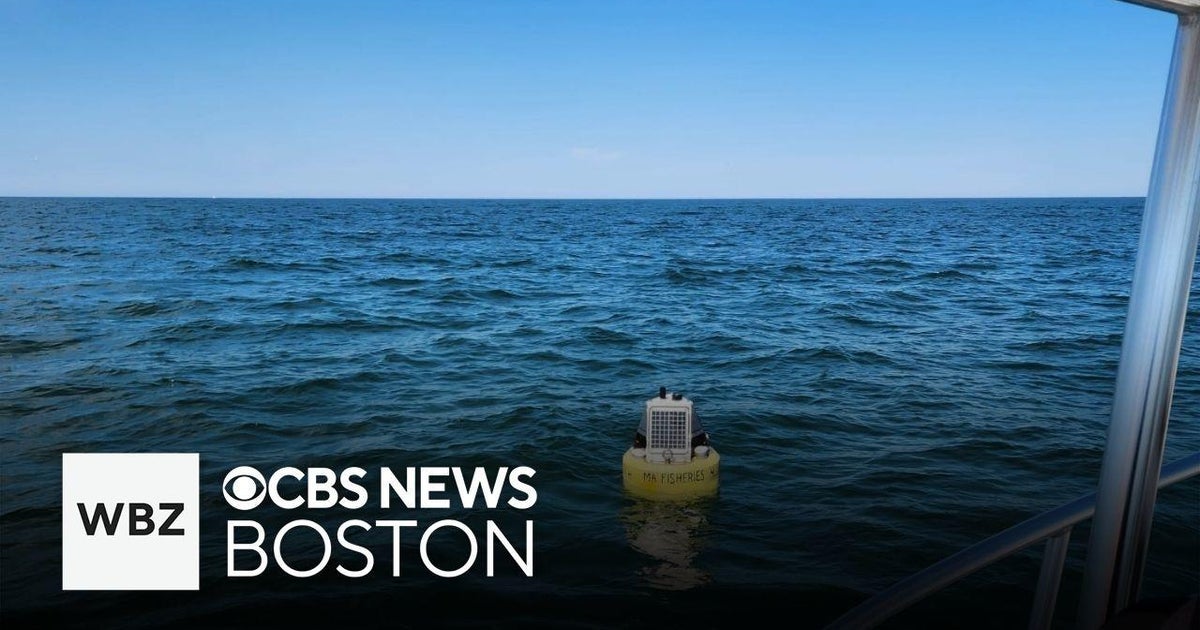 Shark receivers on Cape Cod could help keep swimmers safer - CBS Boston