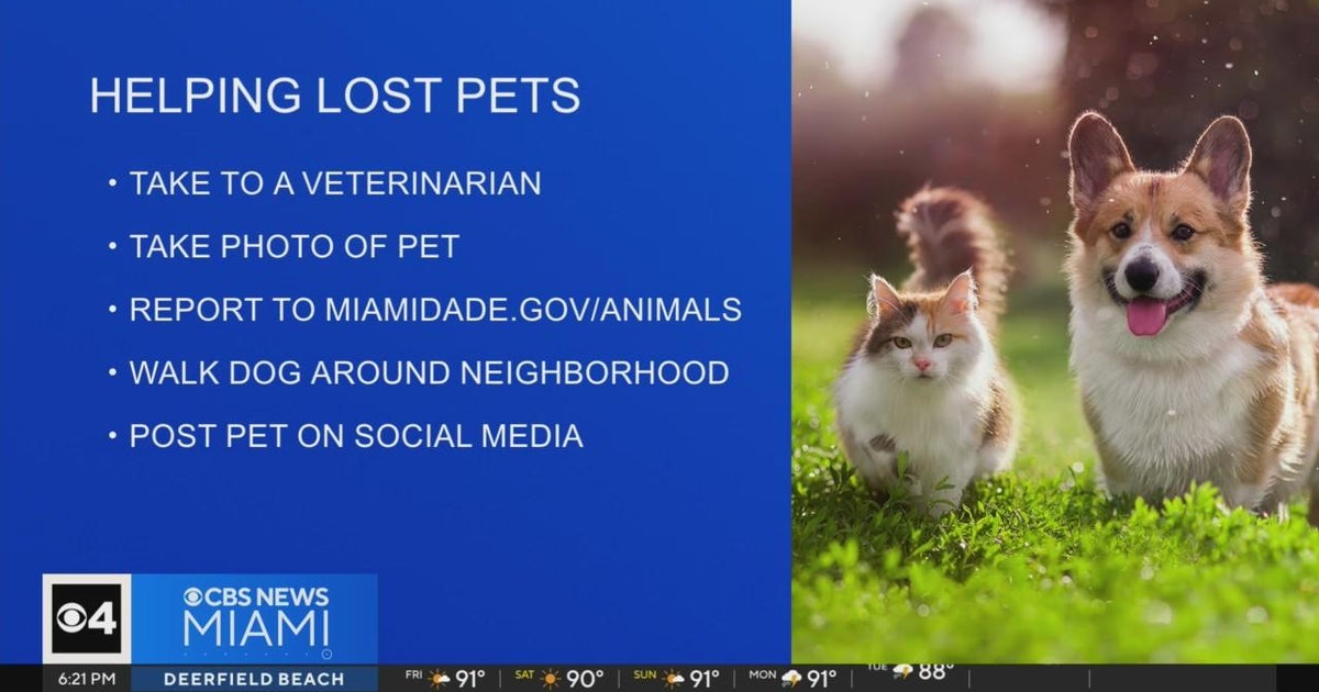 Miami-Dade Animal Services asks not to bring found pets to their ...