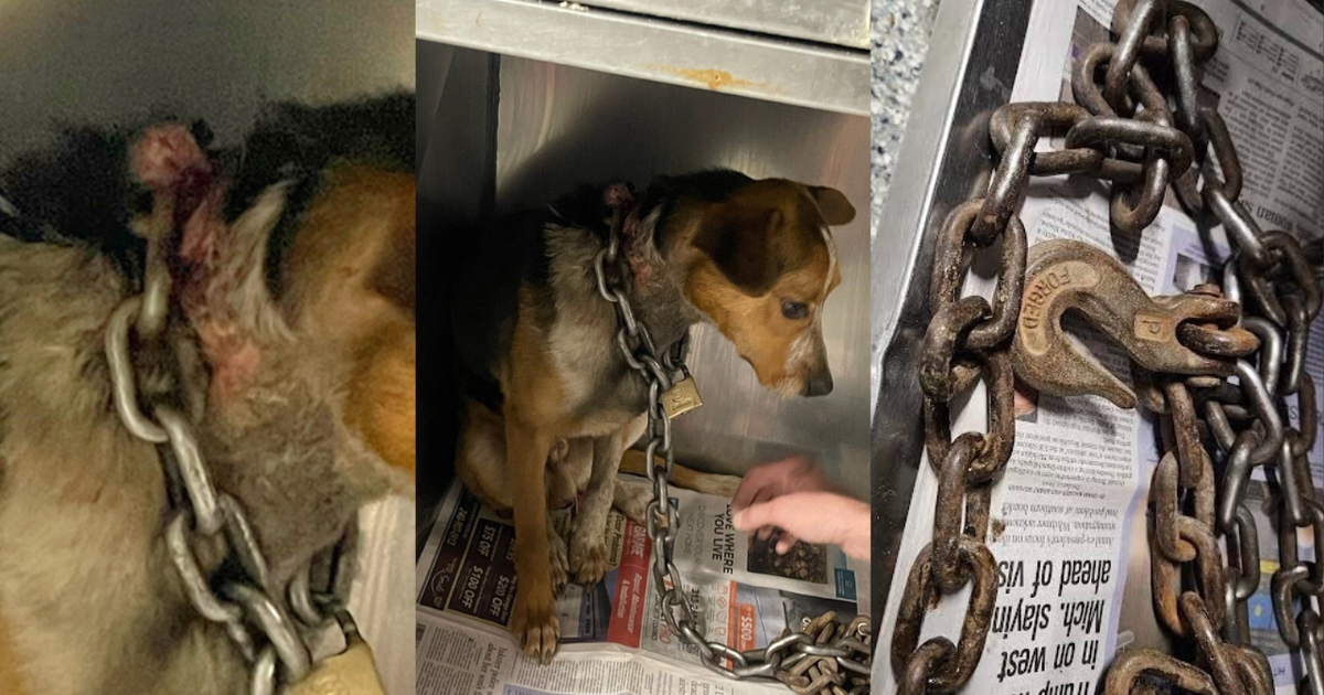 Dogs found with chains around necks at Detroit-area drive-in movie ...